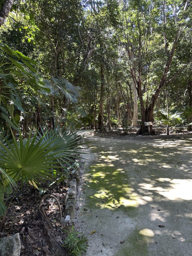 El Jardín Botanico Dr. Alfredo Barrera Marín (Puerto Morelos)